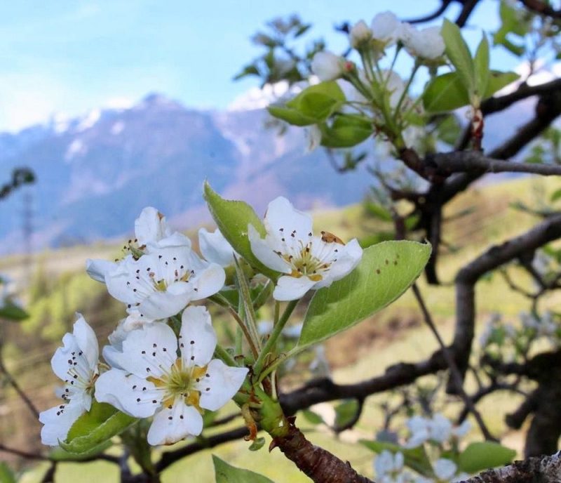 Come riconoscere 6 alberi da frutto dai loro fiori