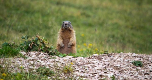 4 cose belle da sapere sulla marmotta