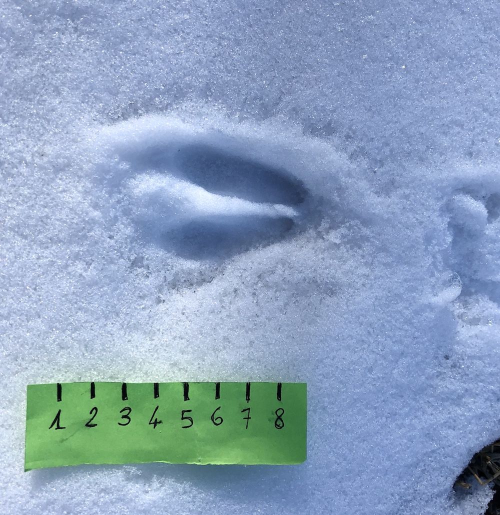 Sai riconoscere le impronte di animali nella neve?