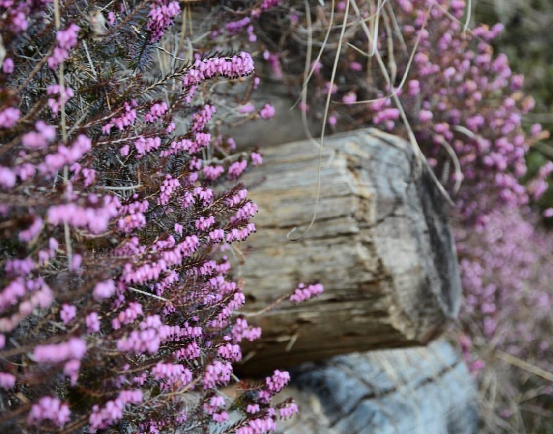 Il sentiero dell'erica a Fondo, giro nel bosco sopra il lago Smeraldo