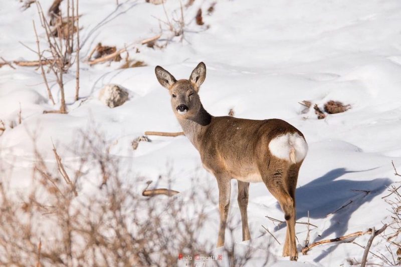 Quali sono le differenze tra cervo e capriolo? Impara a distinguerli