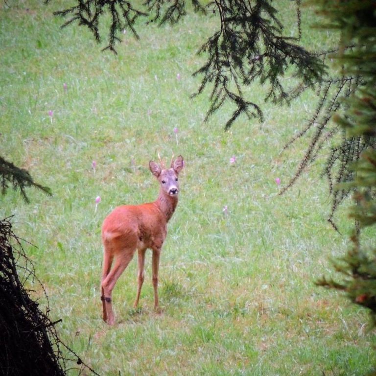 Quali sono le differenze tra cervo e capriolo? Impara a distinguerli