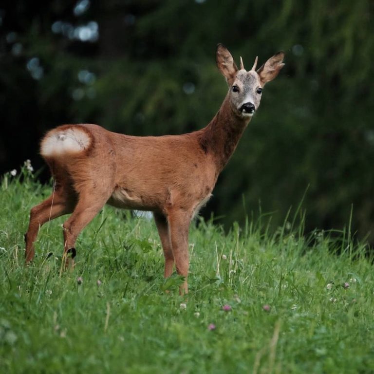 Quali sono le differenze tra cervo e capriolo? Impara a distinguerli