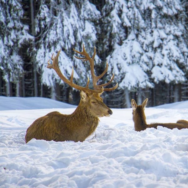 Quali sono le differenze tra cervo e capriolo? Impara a distinguerli