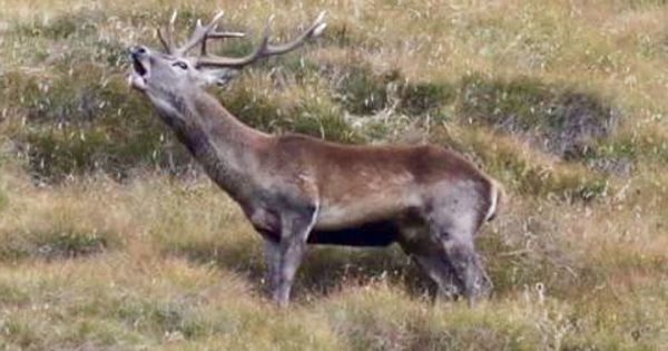 Quali sono le differenze tra cervo e capriolo? Impara a distinguerli