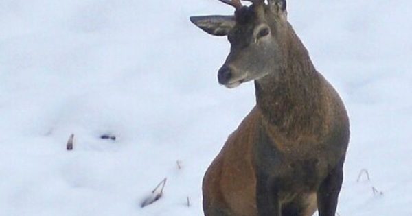Quali sono le differenze tra cervo e capriolo? Impara a distinguerli