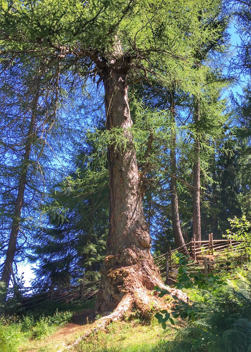Larici millenari in Val d'Ultimo, le conifere più vecchie d'Europa