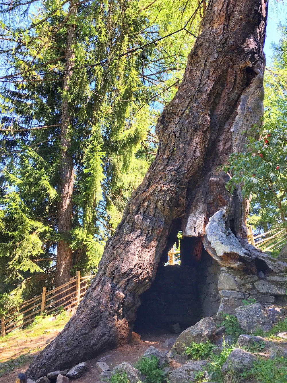 Larici millenari in Val d'Ultimo, le conifere più vecchie d'Europa