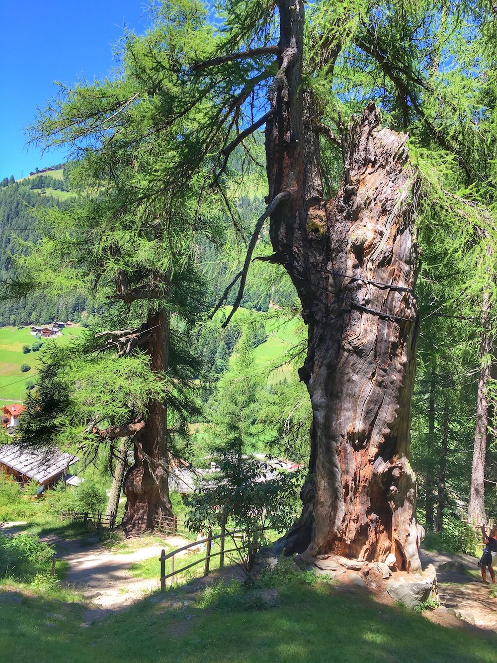 Larici millenari in Val d'Ultimo, le conifere più vecchie d'Europa