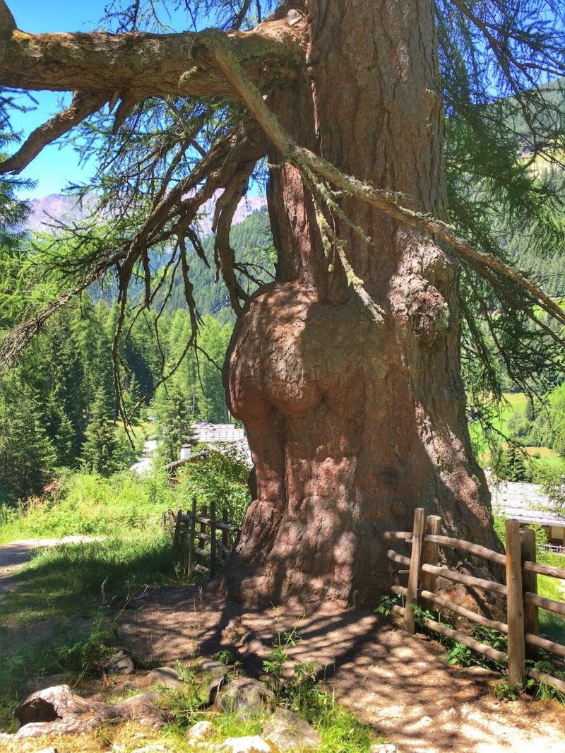 Larici millenari in Val d'Ultimo, le conifere più vecchie d'Europa
