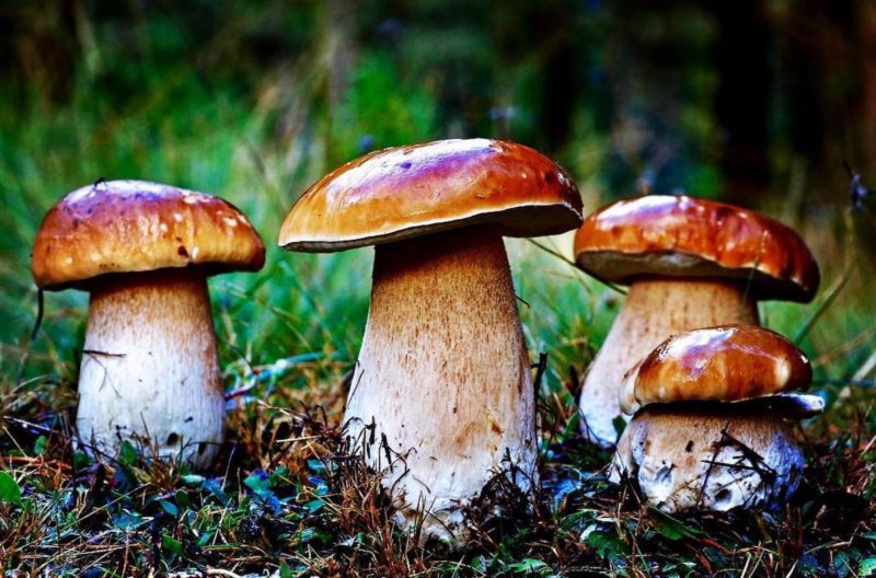 I 5 segreti che devi conoscere se sei un perfetto fungaiolo