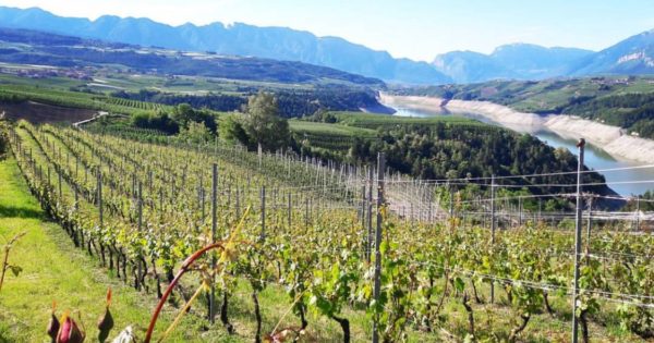 Il vino Groppello della Val di Non. Storia di una passione di famiglia