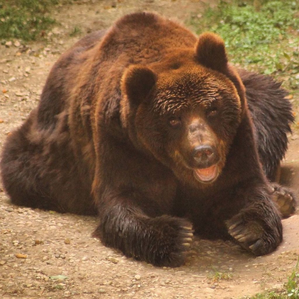 L'orso di San Romedio in Val di Non. Storia di Bruno