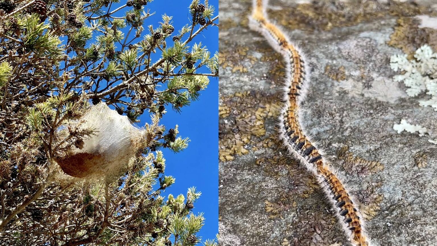 Attenzione alla processionaria, le cose utili da sapere
