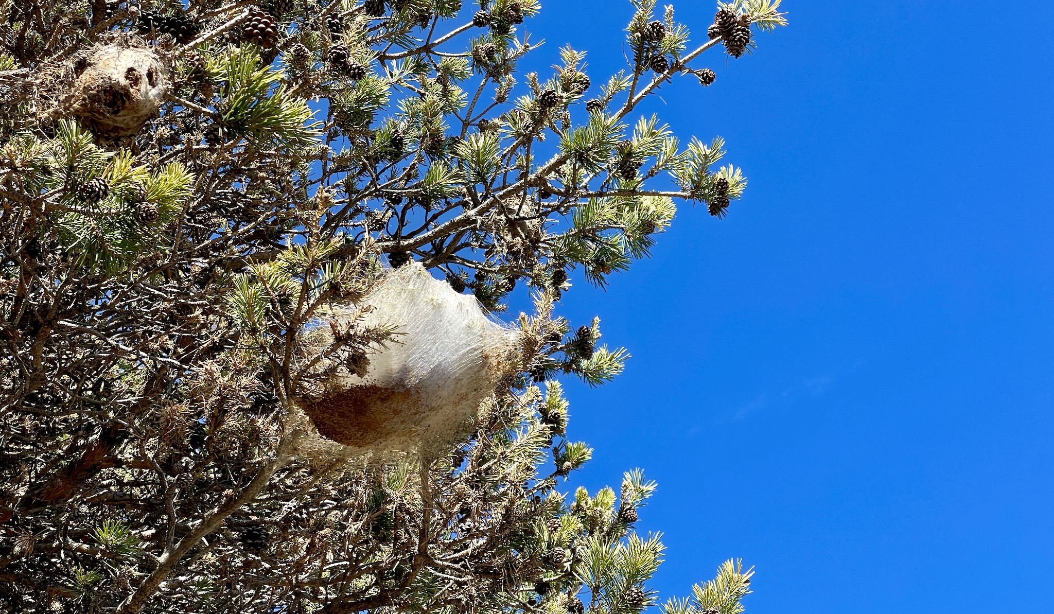Attenzione alla processionaria, le cose utili da sapere