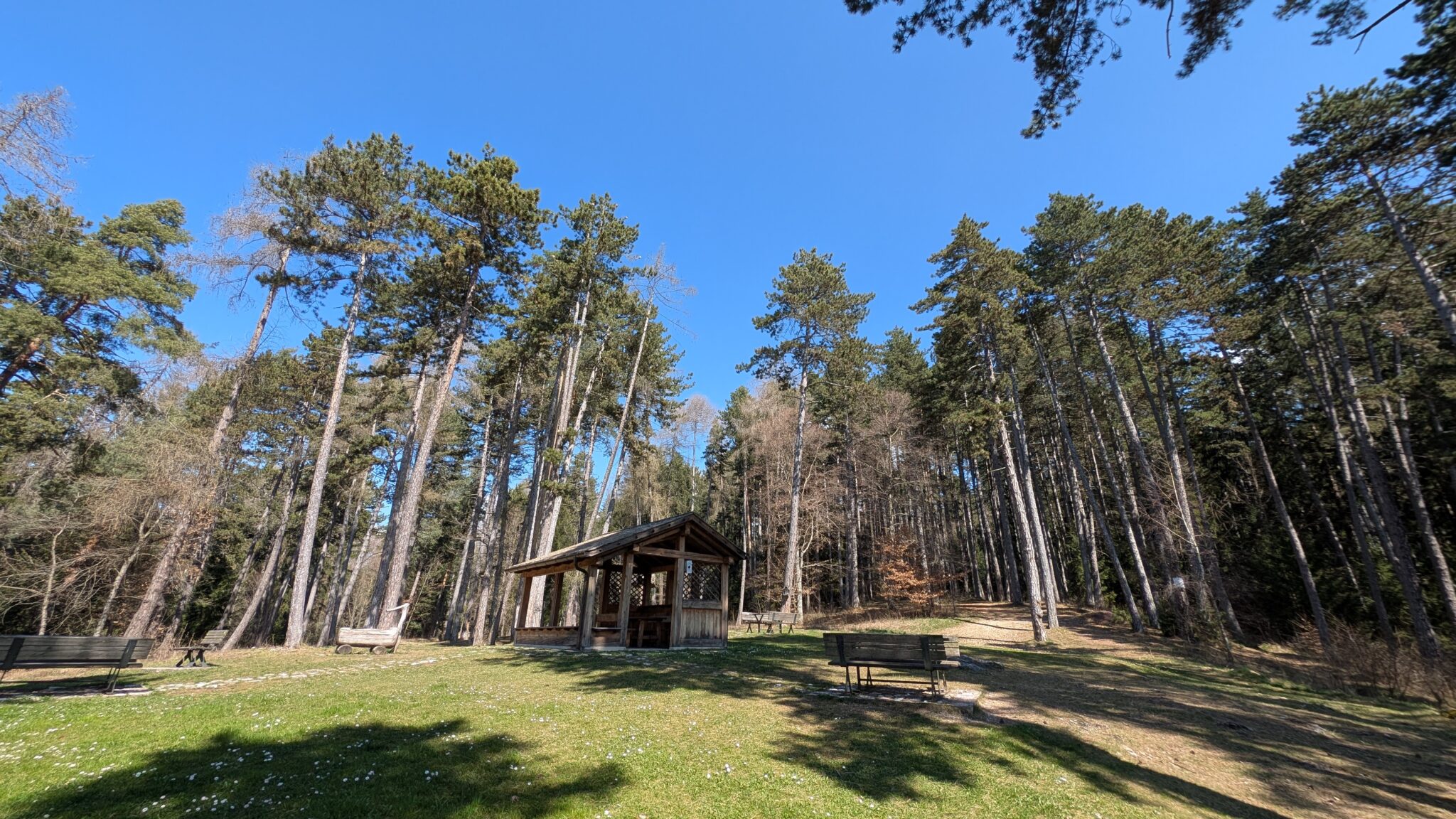 Il Parco Arte della pineta di Cavareno che devi assolutamente conoscere